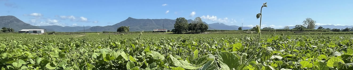 Seed Sales - Di Bella Produce and Farming