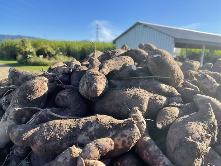 Home - Di Bella Produce and Farming